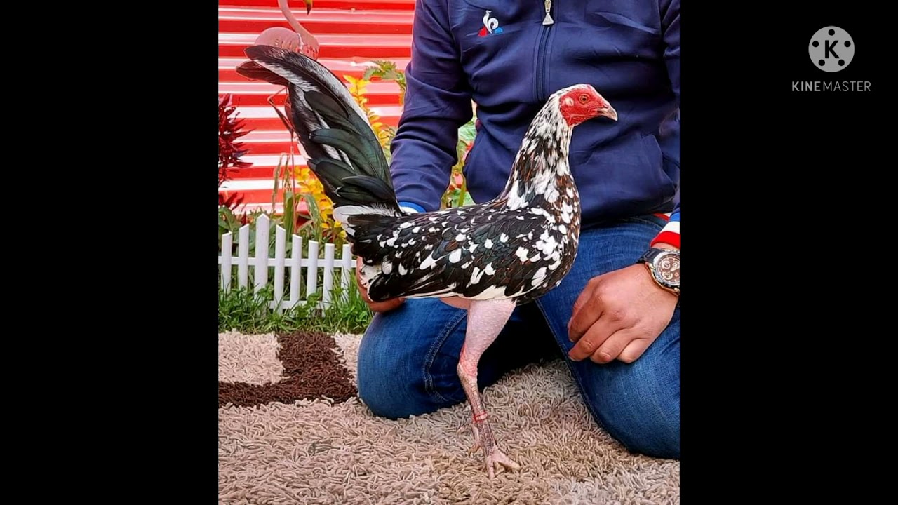 Los mejores gallino o gallinetas gallo finos - YouTube