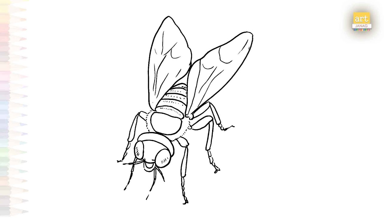 Housefly drawing easy 01 | Insect drawing sketches | How to draw ...