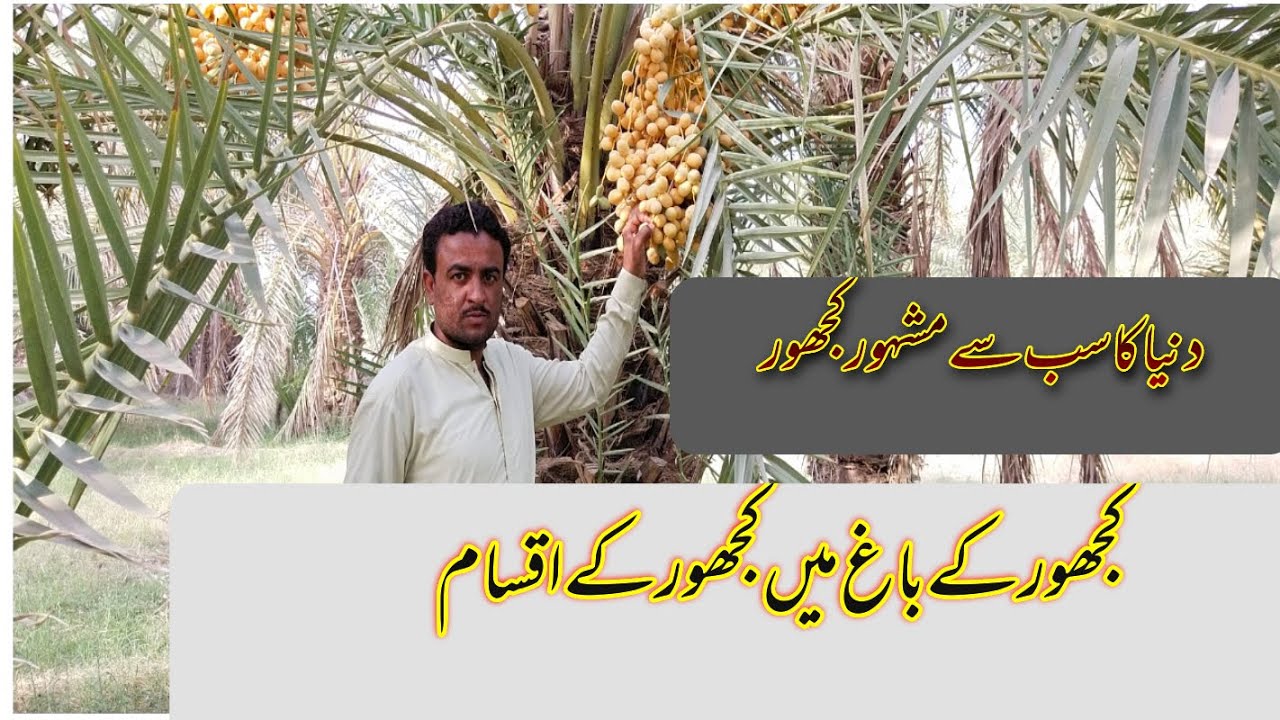 Dates palm in Balochistan |Harvesting Dates | Kajure ki aqsaam |kajur ...