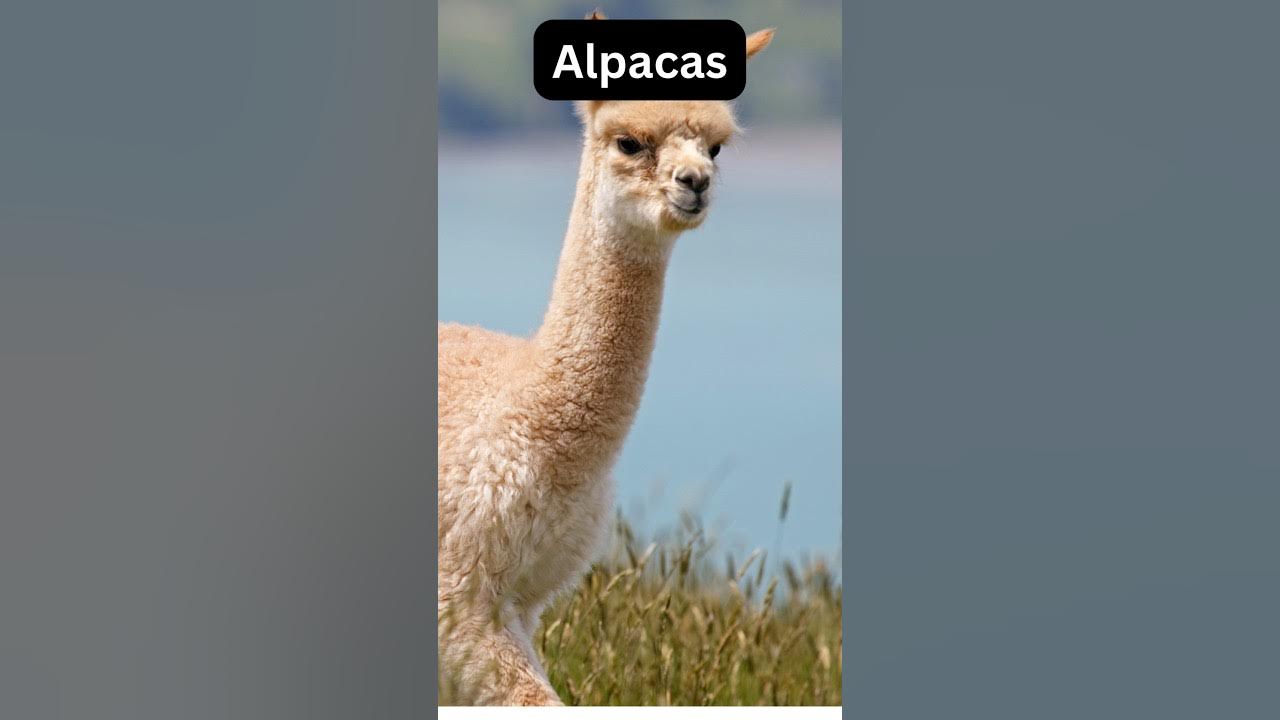 Fascinating Facts About Alpacas #animals #animalfacts #viral #wildlife #wildanimals #animallover ...