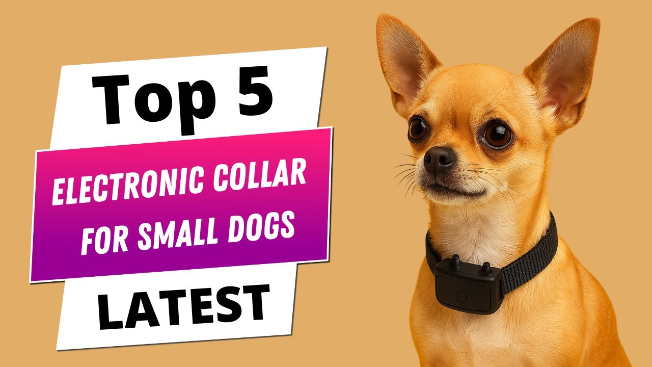 Best electronic collar for small dogs: Electronic collar for small dogs ...