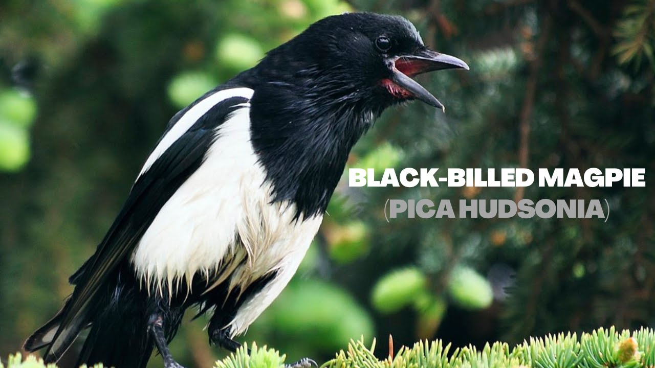Black Billed Magpie (Pica hudsonia) or American magpie - YouTube