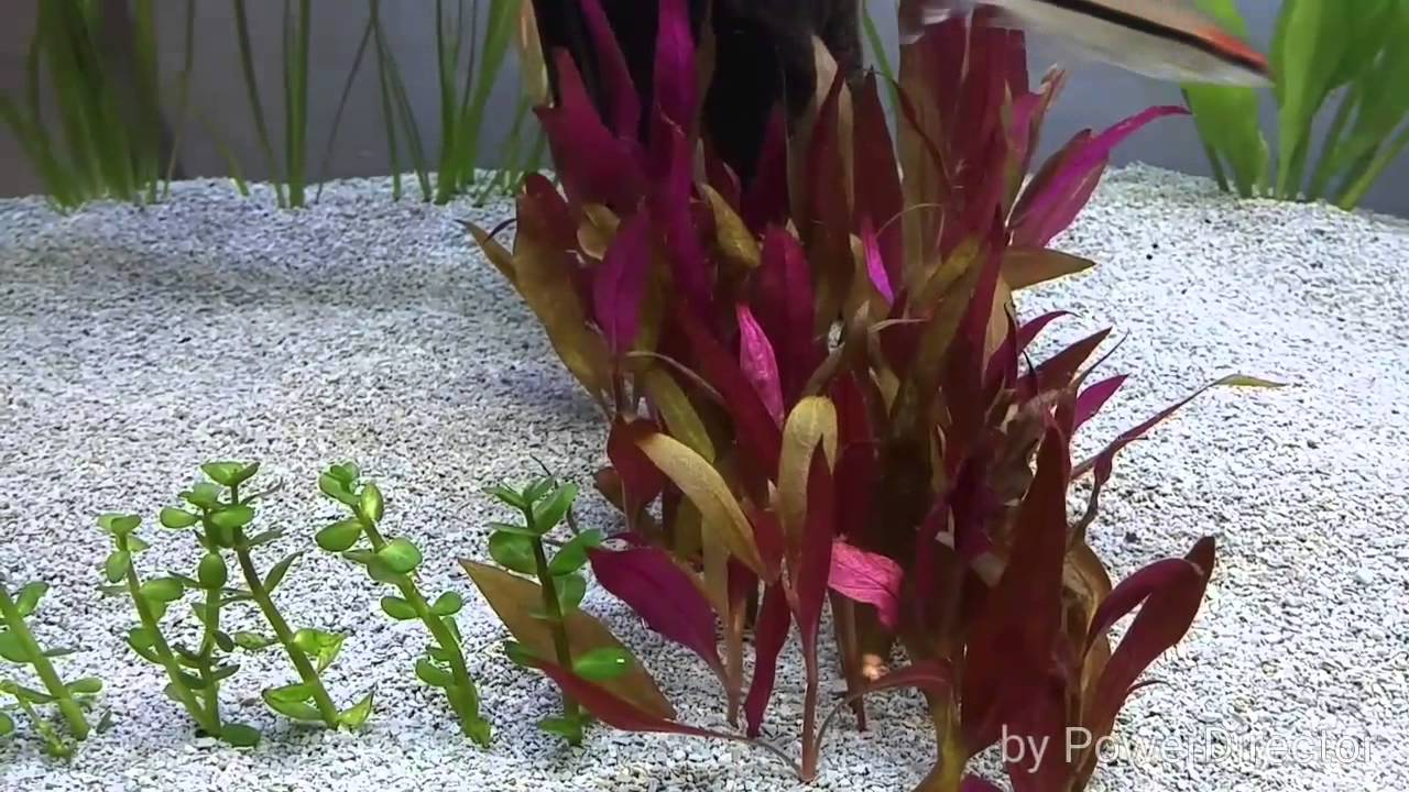 Discus tank with substrate - YouTube