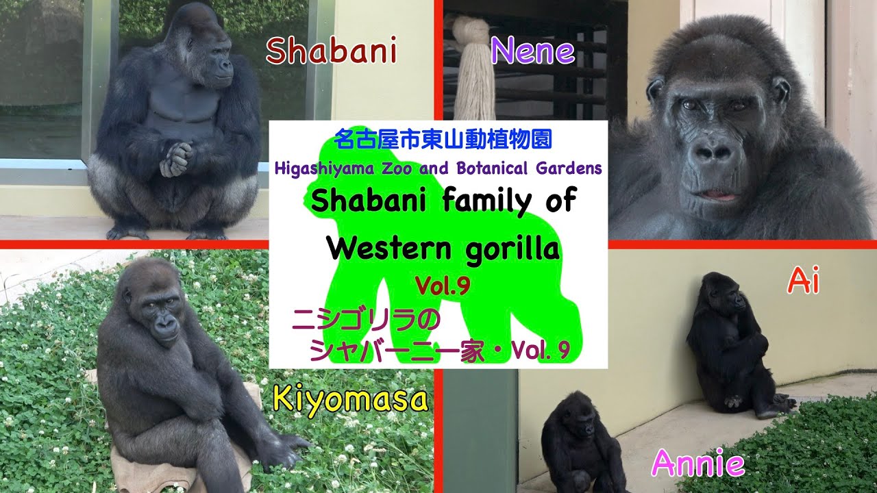 【Gorilla】Shabani family of Western gorillas. Vol.9 ゴリラ（ニシゴリラ）のシャバーニ一家 ...