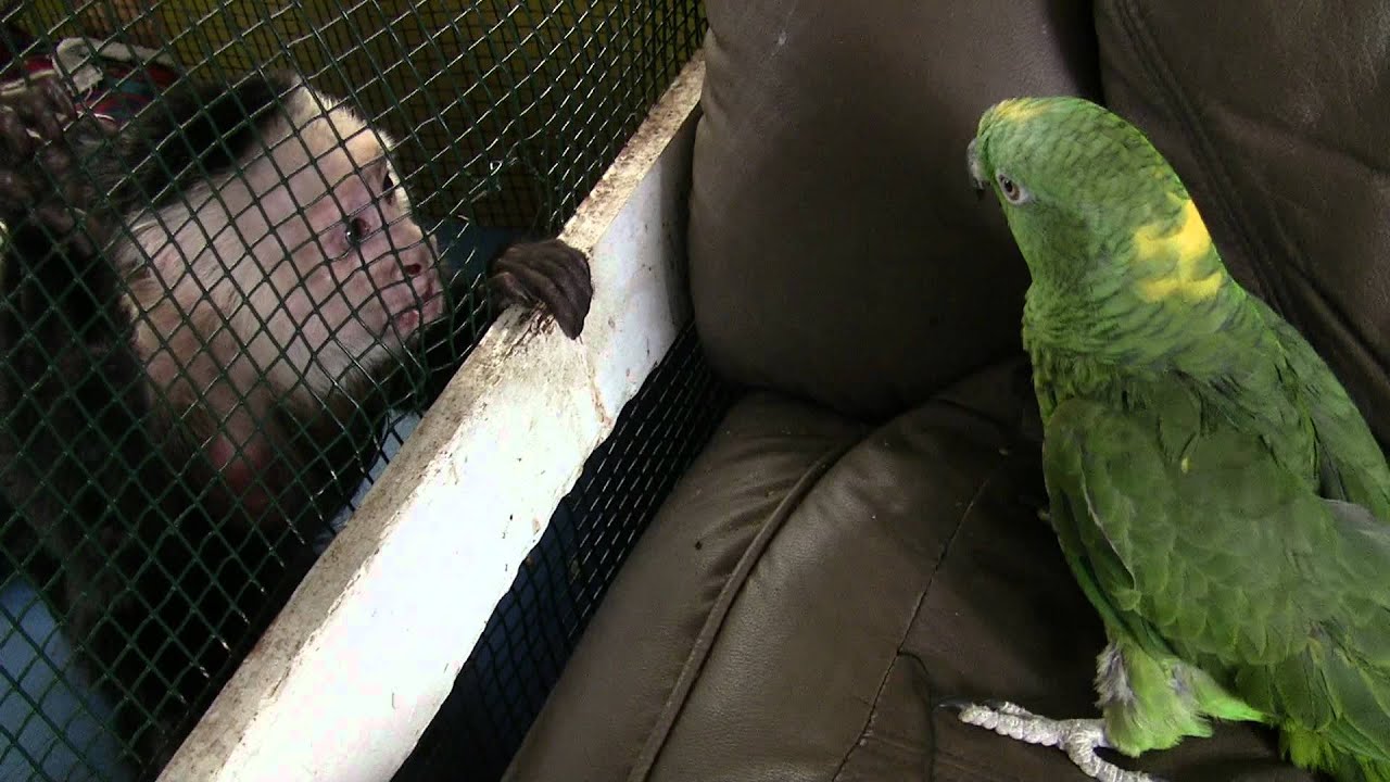 Monkey VS Bird - YouTube