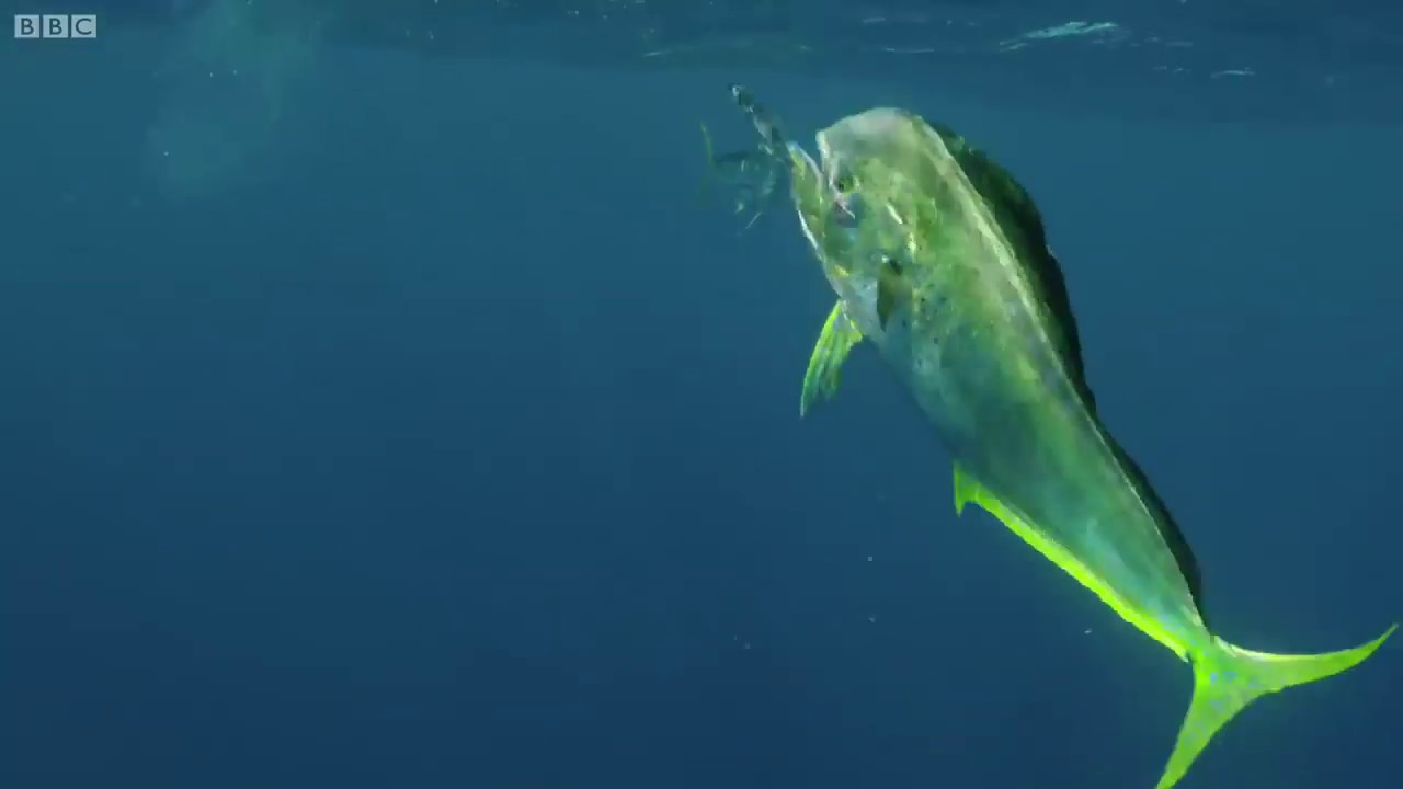 فلائنگ فش.. flaying fish ...空飛ぶ魚....pesce volante. - YouTube