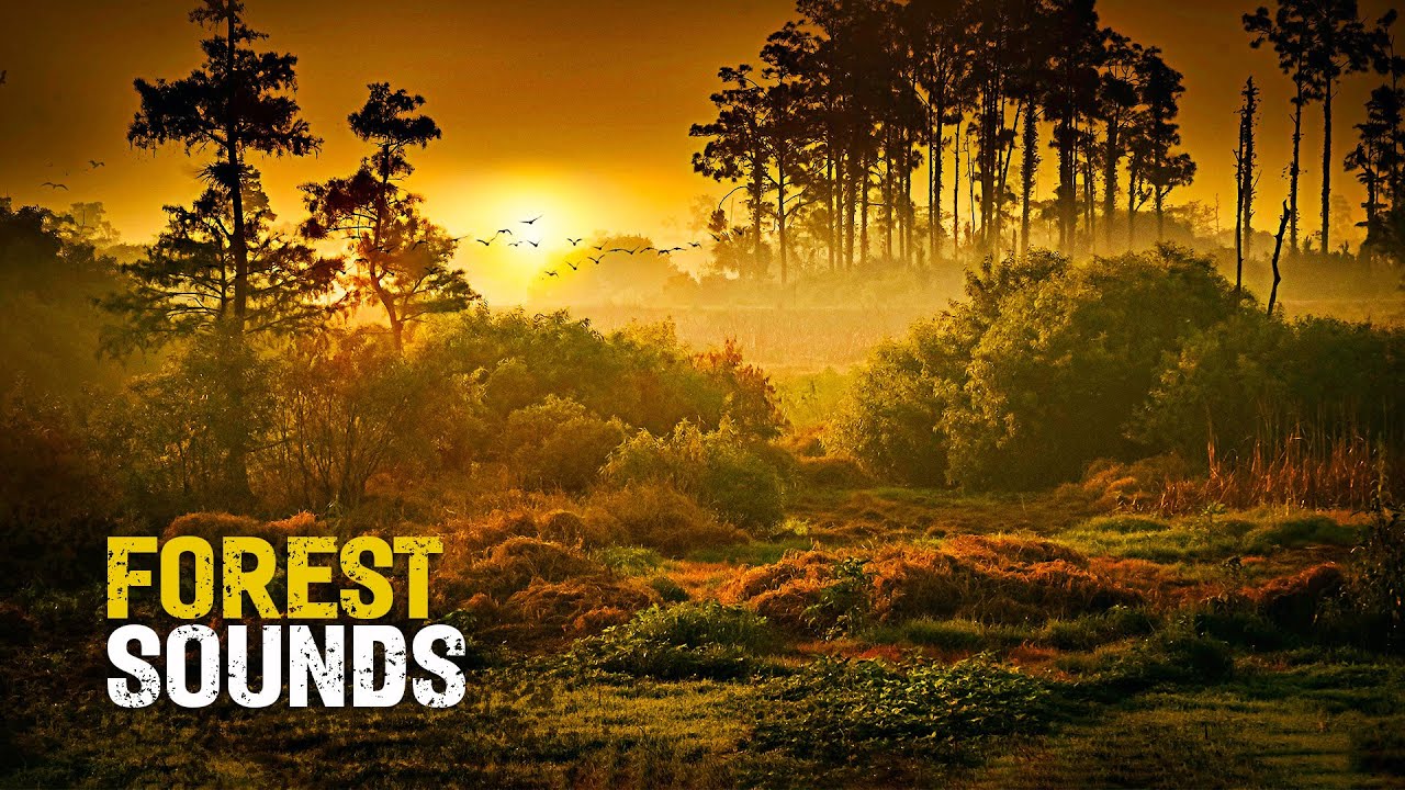 Forest Nature Sounds | Calming Meditation Birdsong Ambience - YouTube