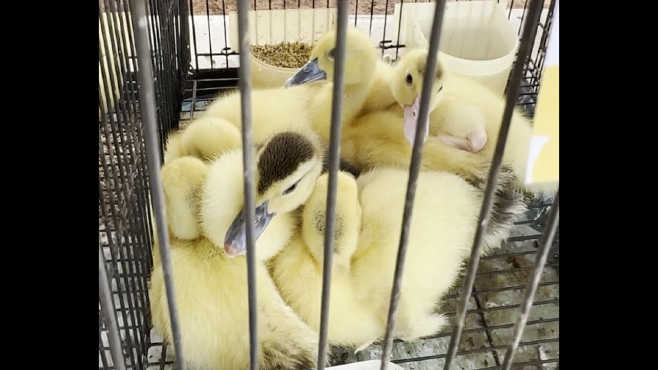 Muscovy Ducklings and Belgian Duccle's - YouTube