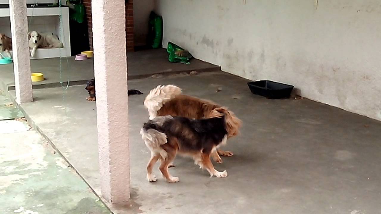 Athena e Bruce brincando - YouTube