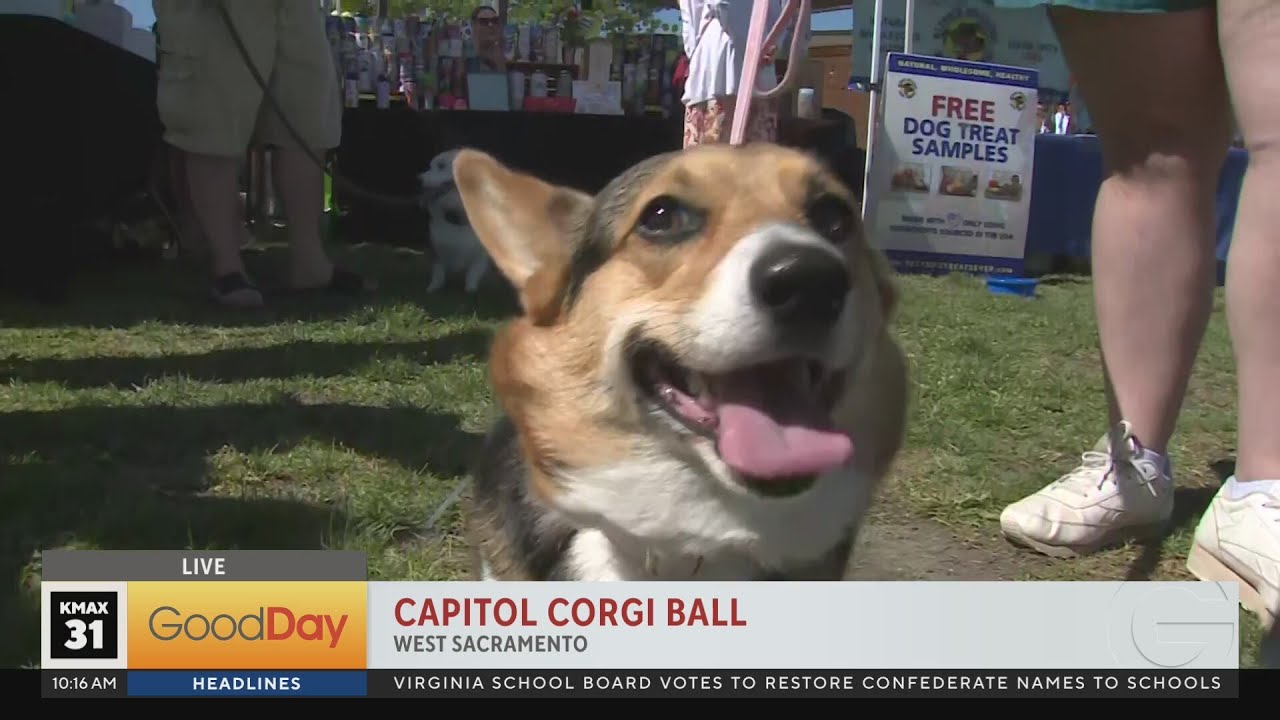 Capitol Corgi Ball, 10am - YouTube