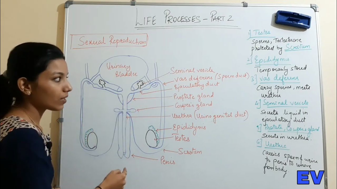 Life process 2 | Sexual reproduction in Human Beings | Part 4 | Class ...