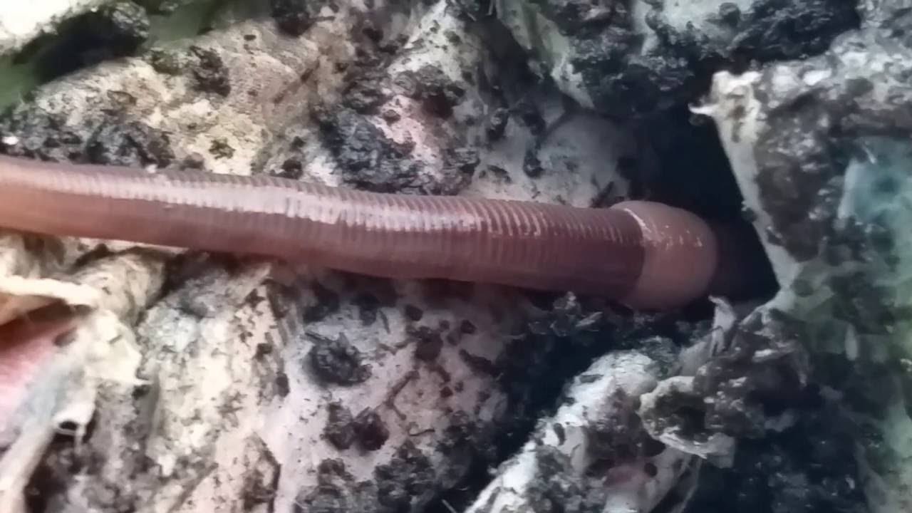 Tijgerworm - YouTube