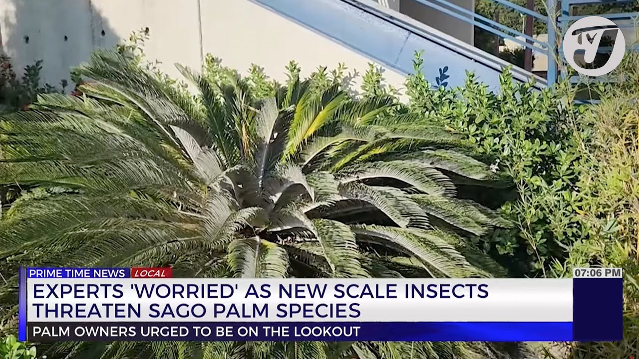 Experts 'Worried' as New Scale Insects Threaten Sago Palm Species | TVJ ...