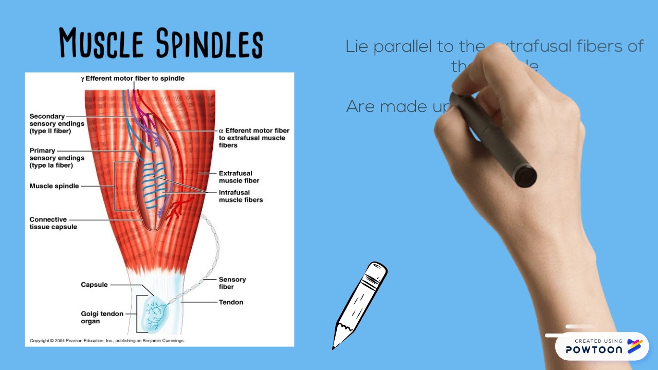 Muscle Stretch Reflex & Golgi Tendon Organ Reflex - YouTube