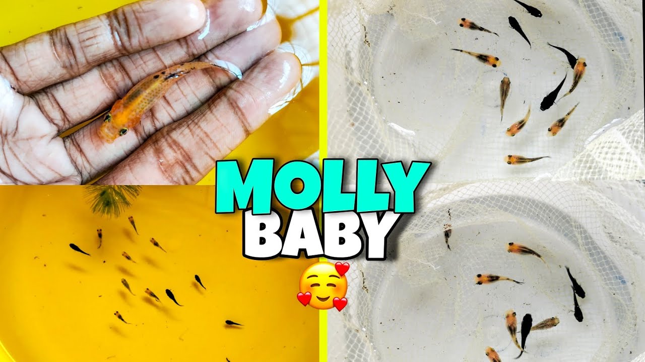 Molly Fish Giving Birth 😍|YouTube - YouTube
