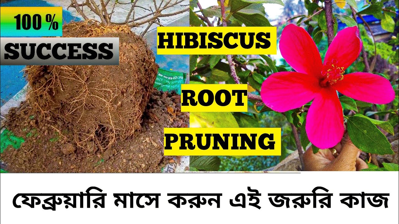 HIBISCUS ROOT PRUNING | REPOTTING IN SAME POT - YouTube