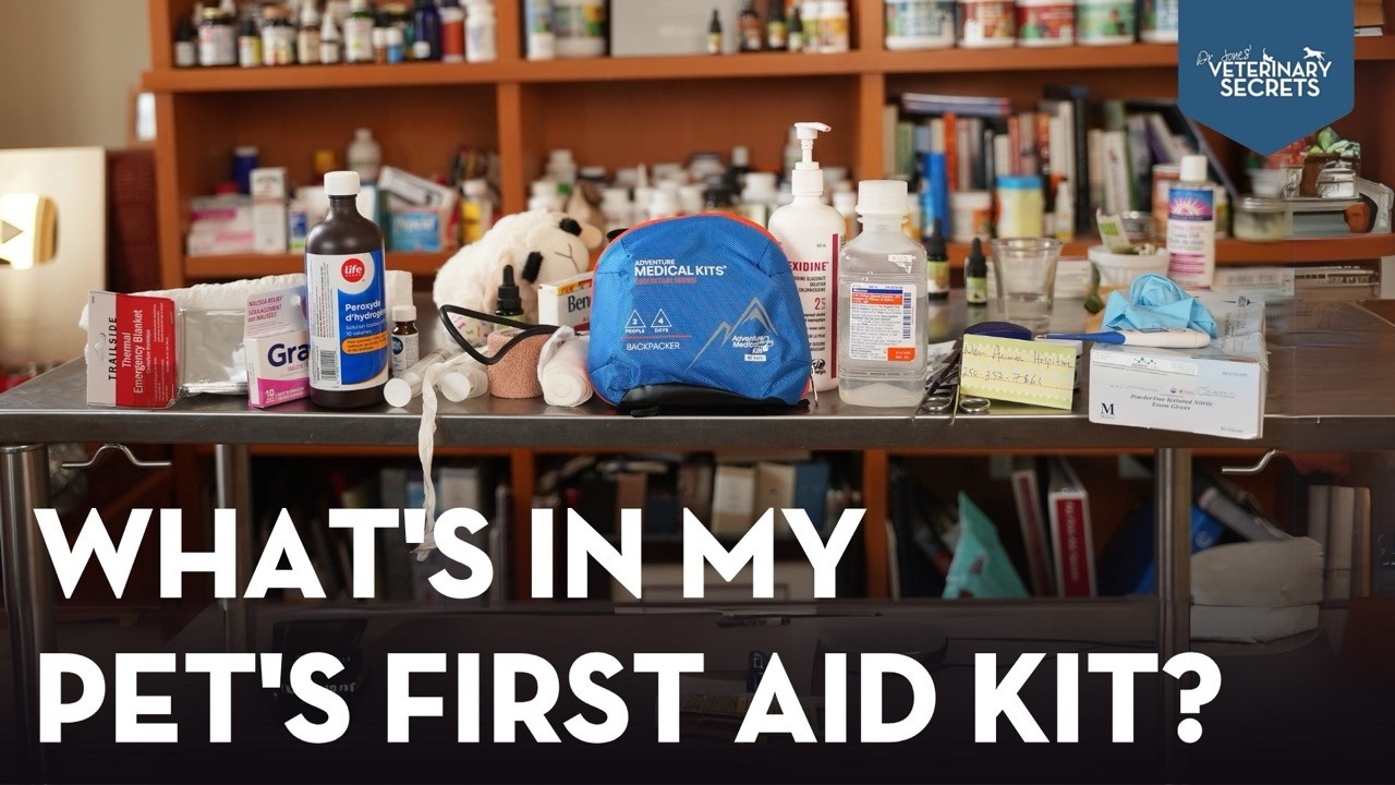 Dr. Jones' Essential Pet First Aid Tips for EMERGENCY Situations - YouTube