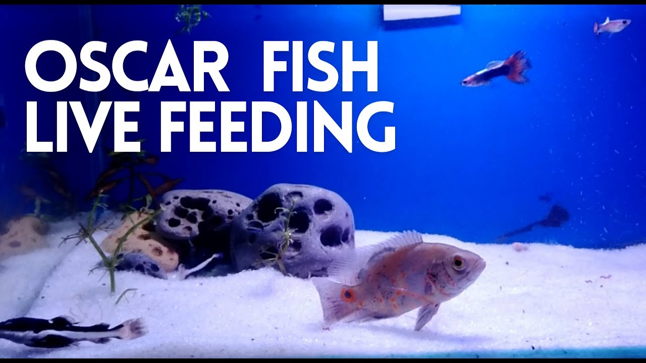 Tiger Oscar Eating Live Fish | Tiger Oscar Live Feeding | Tiger Oscar ...