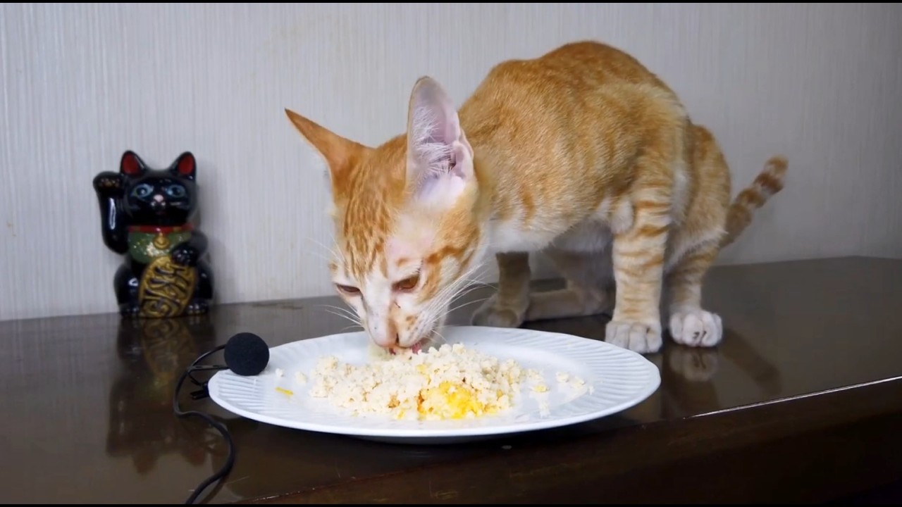 Ultra-Satisfying Cat Eating ASMR 🐱🍴 | Crunchy Munchies & Purring Sounds ...