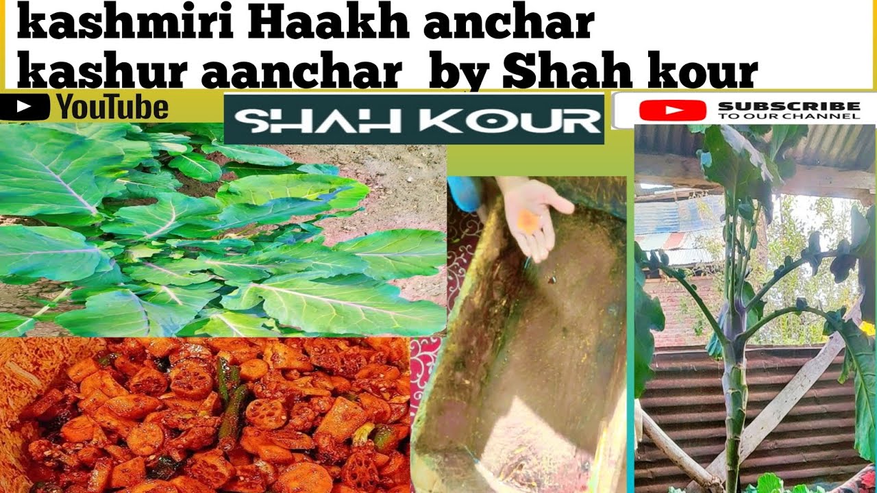 kashmiri Hakh anchar|| kashur aanchar by Shah kour||collard green ...