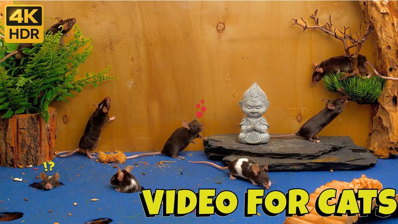 Cat TV 😺 Real Mice Playing Hide & Seek in Holes for 8 Hours | Climbing ...