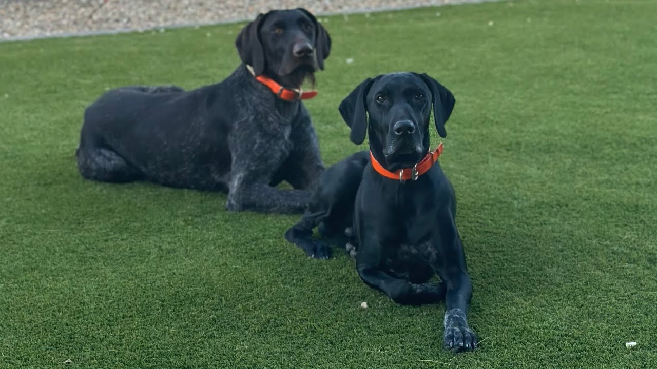 Gun dog duo training obedience and retrieve - YouTube