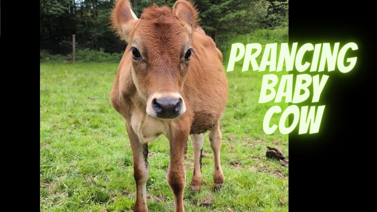 Uncontainable Joy: Baby Cow's Prancing Performance - YouTube