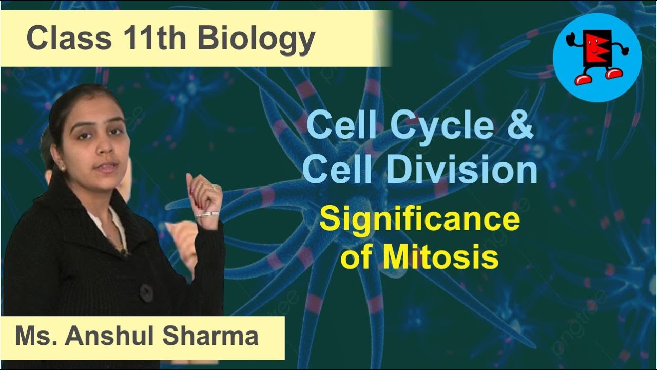 CBSE Class 11 Biology Cell Cycle & Cell Division Significance of ...