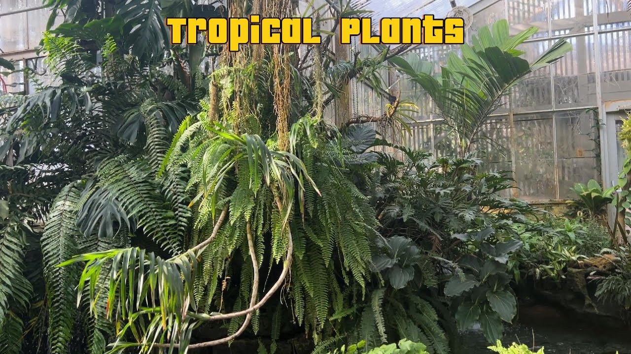 Sherman Library - Tropical Plants - YouTube