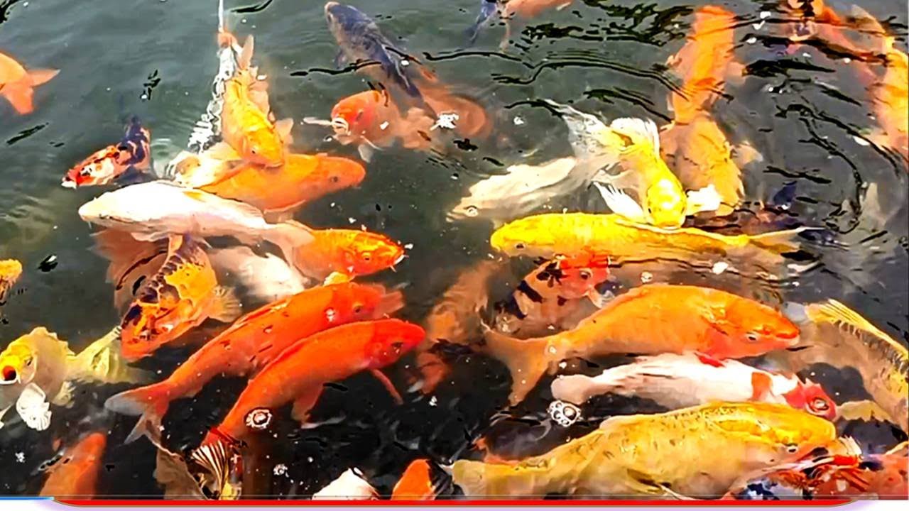 aquarium fish | gappi fish | koi fish - YouTube