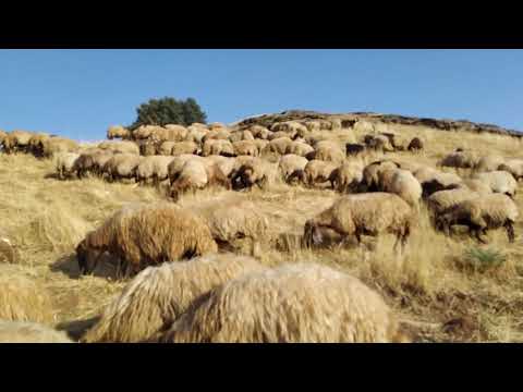 SICAĞIN ALTINDA KOYUNLARI ZOR DURDURDUM