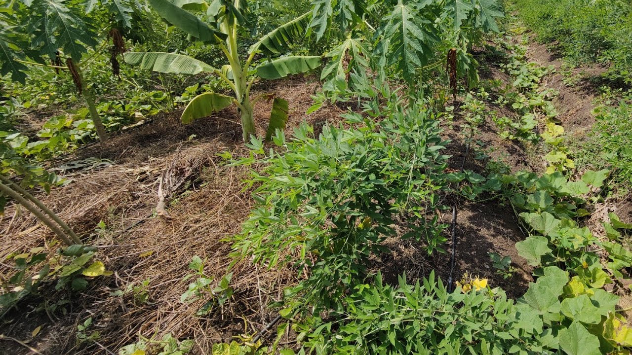 mulching natural farming | agriculture friend - YouTube