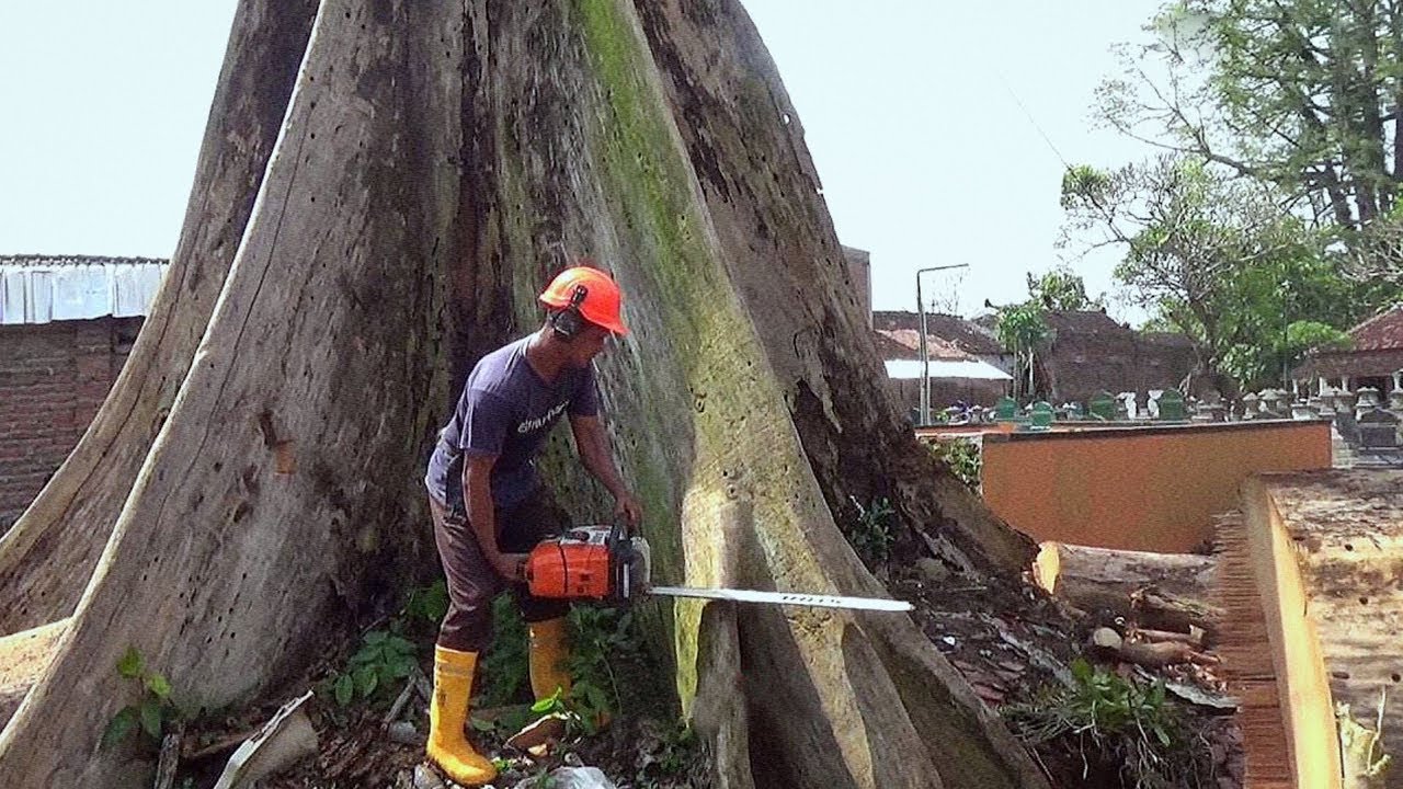 10 World's Amazing Fastest Cutting Huge Tree Skills With Chainsaw ...