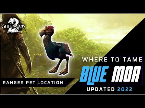 GUILD WARS 2 | WHERE TO TAME THE JUVENILE BLUE MOA | RANGER PET ...