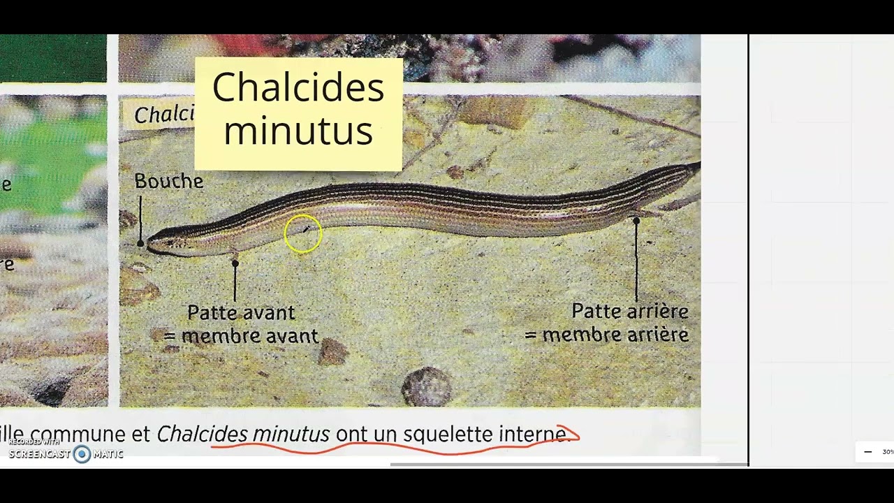 Chalcides minutus : comme un ver avec des pattes. - YouTube