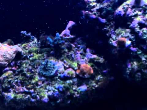 Ratt 75g Reef tank - YouTube