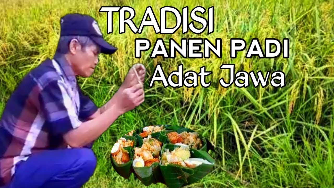 TRADISI WIWITAN PANEN PADI ADAT JAWA - YouTube
