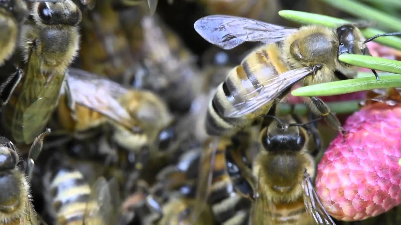 Honey Bees Swarming Very Detailed Up Close View What is a HoneyBee ...