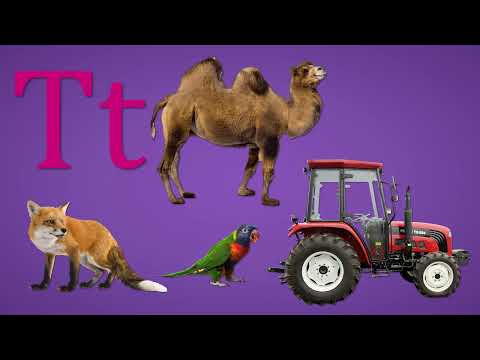 UZBEK ALIFBOSI - T harfi