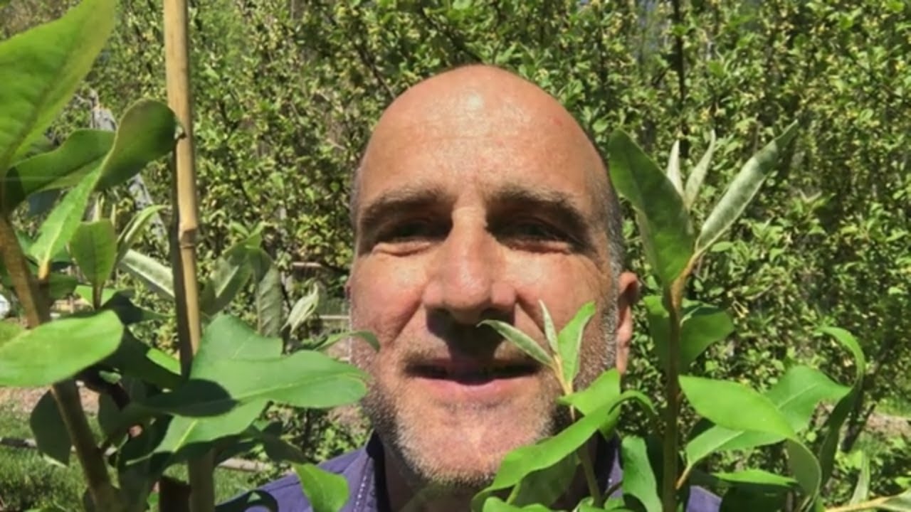 Tillamook Goumi and Sweet Scarlet Goumi — intro, health benefits, prune ...