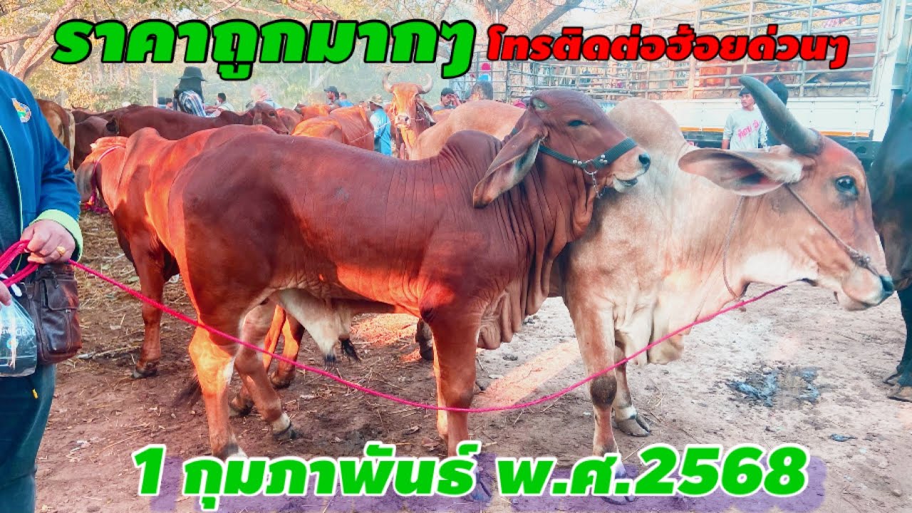 1 กุมภาพันธ์ 2568 - YouTube