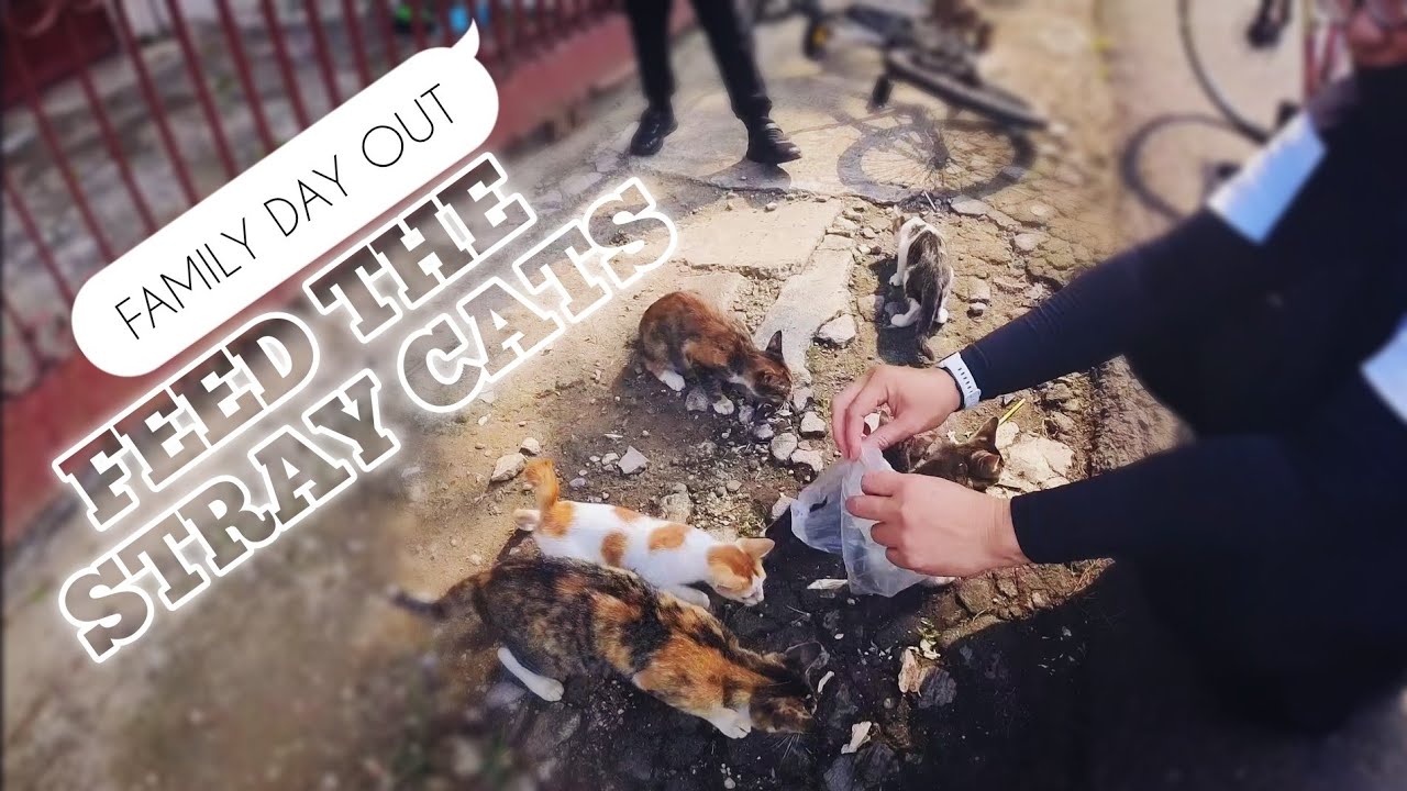 Family Day Out | hunting stray Cats | FIXED GEAR #cfd - YouTube