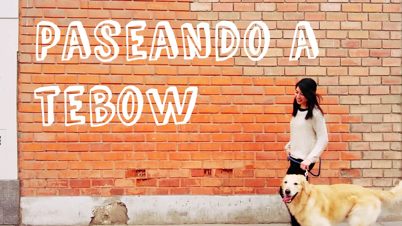 PASEANDO A MI PERRO // HOW I WALK MY DOG - YouTube