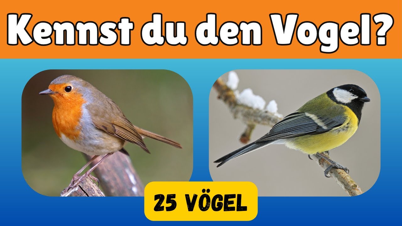 25 heimische Vögel erkennen 🐦 | Vogel-Quiz mit Bildern | Vögel ...