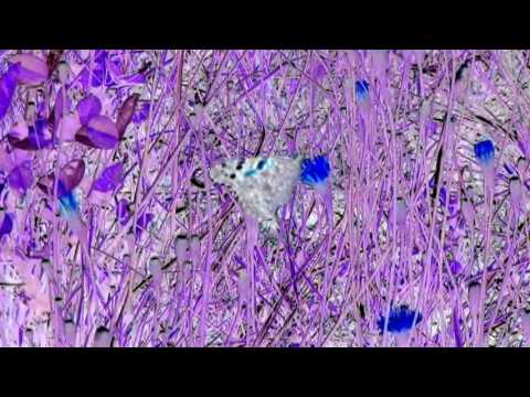 MUTANT BUTTERFLIES IN FUKUSHIMA, JAPAN AUGUST 2012 - YouTube