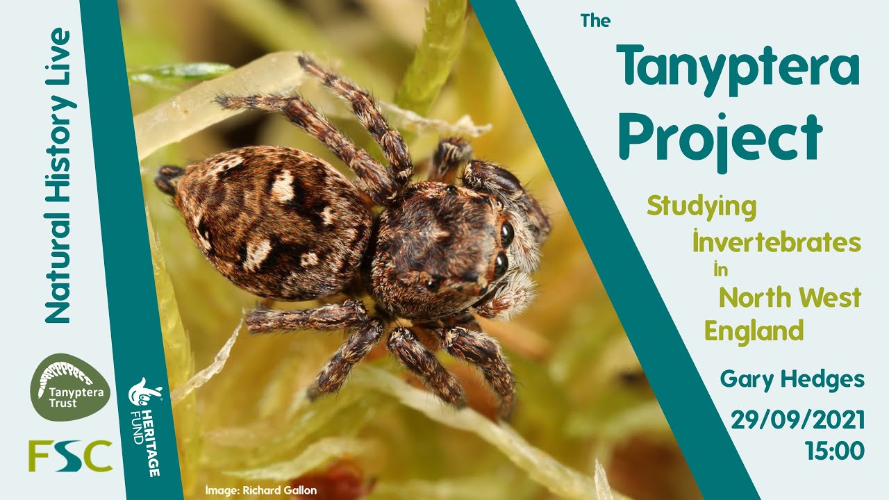 The Tanyptera Project - YouTube
