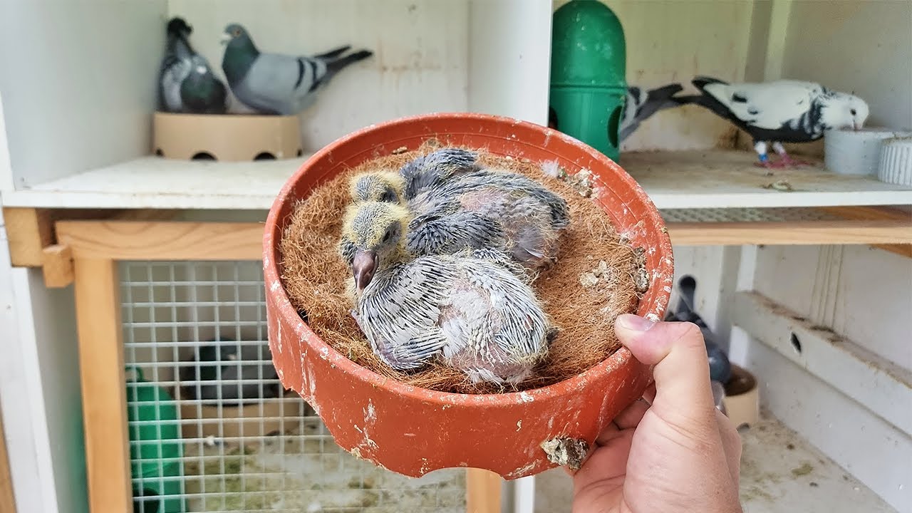 PIGEON BREEDING UPDATE - YouTube