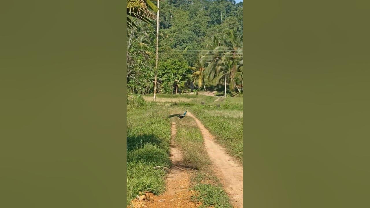 අම්මෝ බය උනා The Scared Peacock Youtube