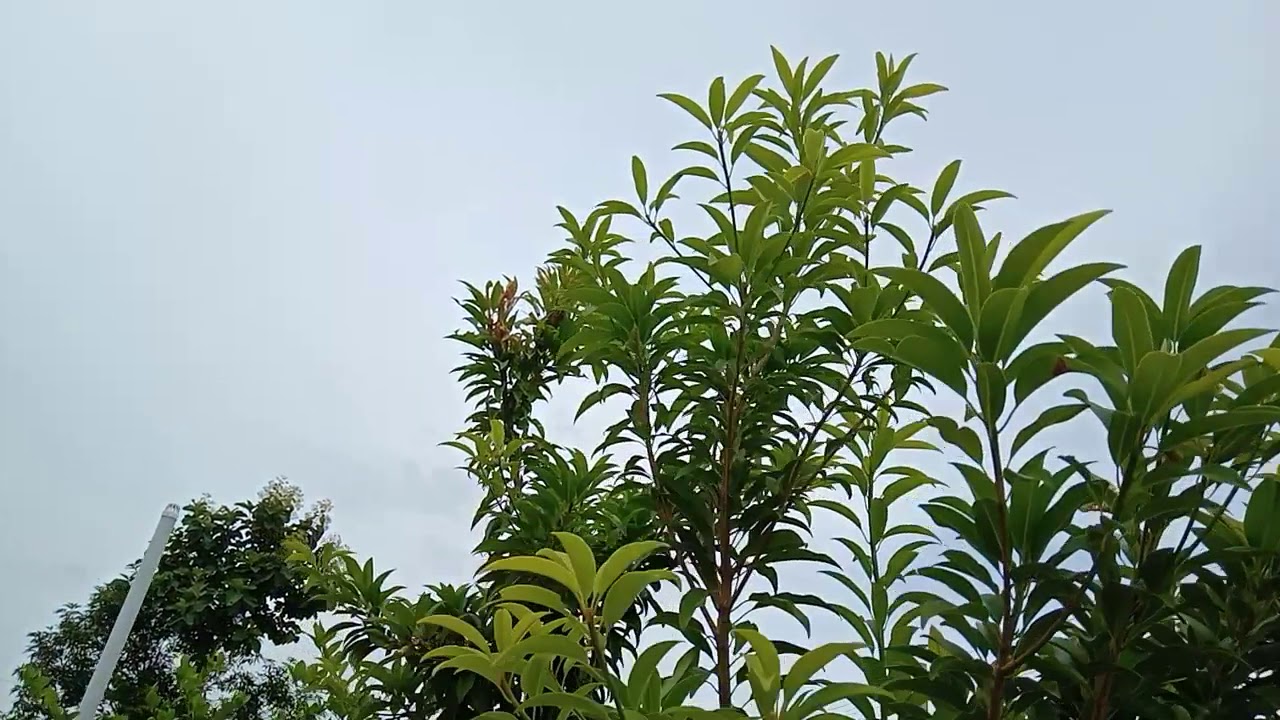 Chickoo Tree - YouTube