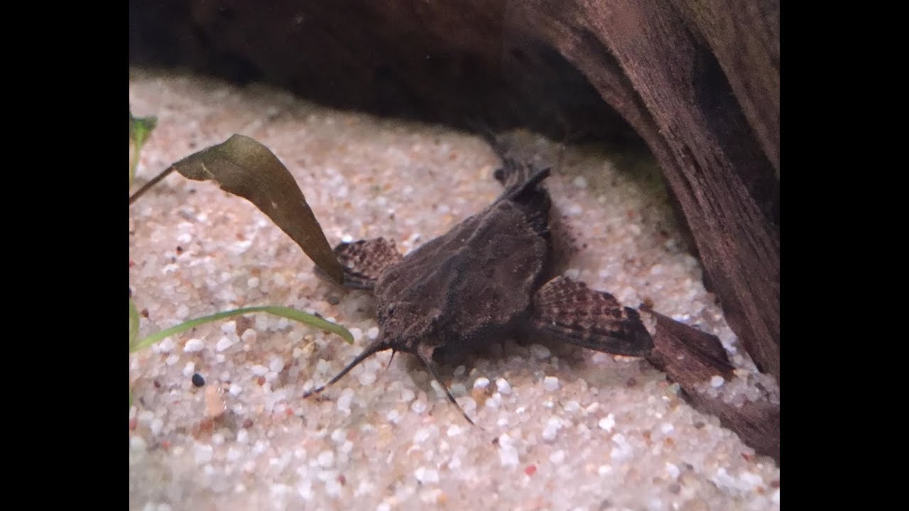How to care for the Banjo Catfish, Bunocephalus sp. - YouTube